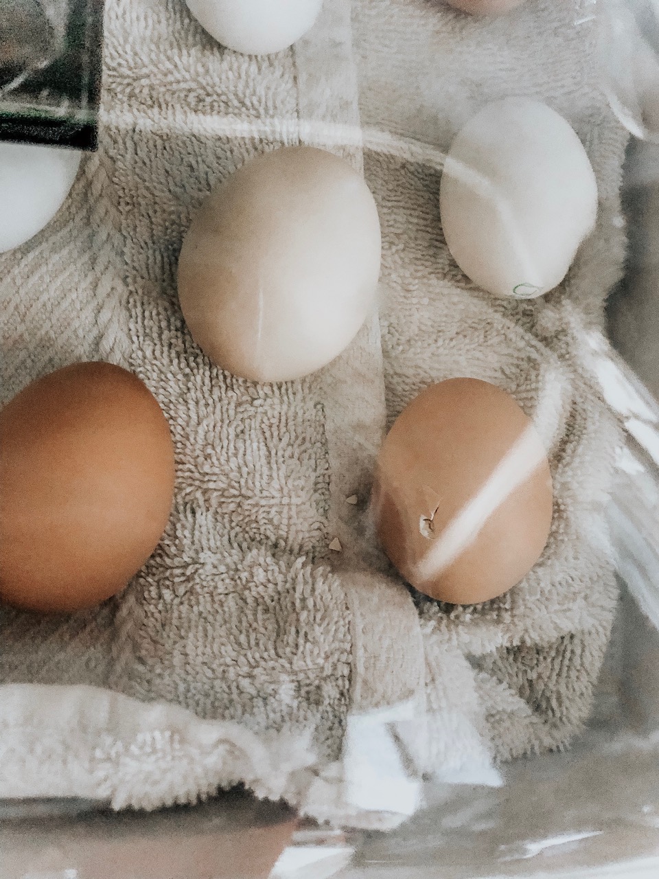 Hatching Baby Chicks at Home | Madison Vining Blog