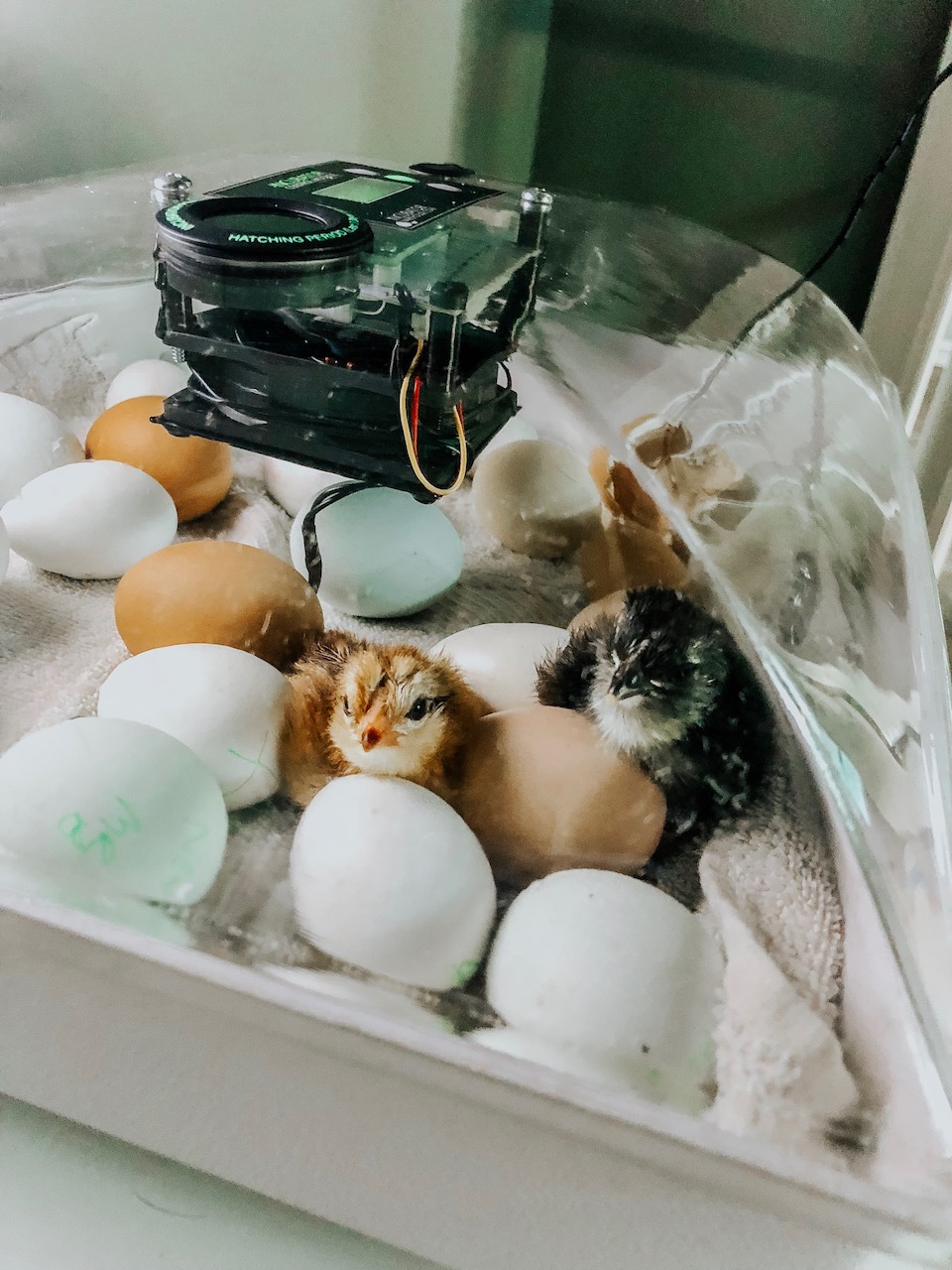 Hatching Baby Chicks at Home | Madison Vining Blog