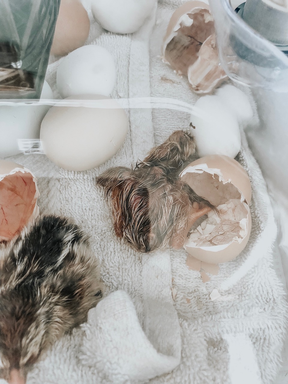 Hatching Baby Chicks at Home | Madison Vining Blog