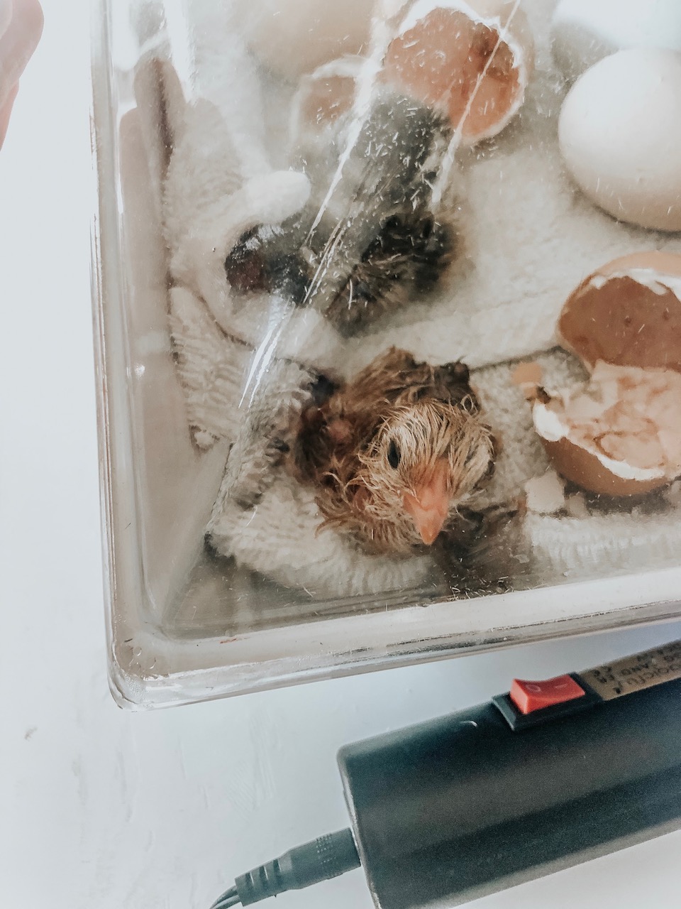 Hatching Baby Chicks at Home | Madison Vining Blog