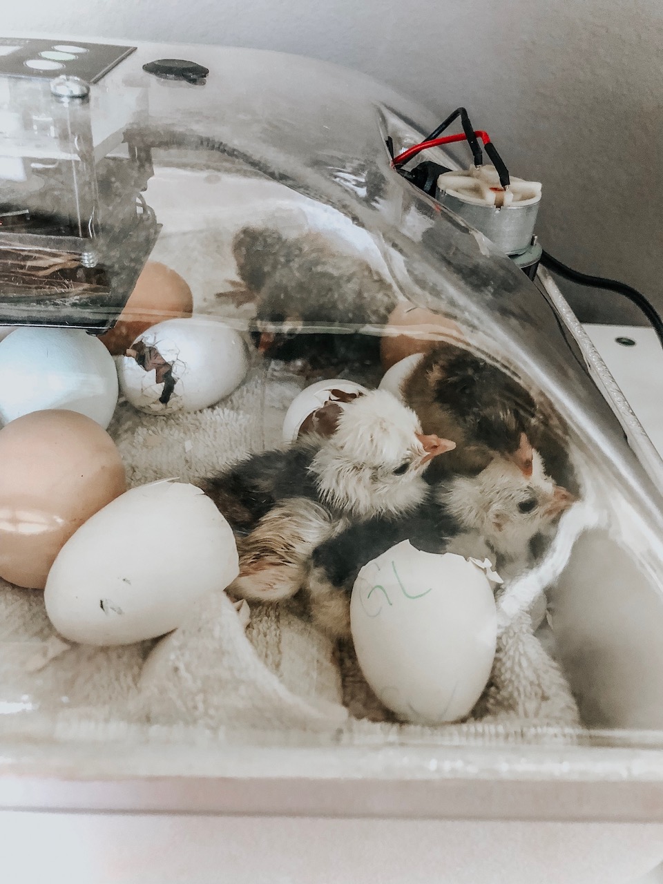 Hatching Baby Chicks at Home | Madison Vining Blog