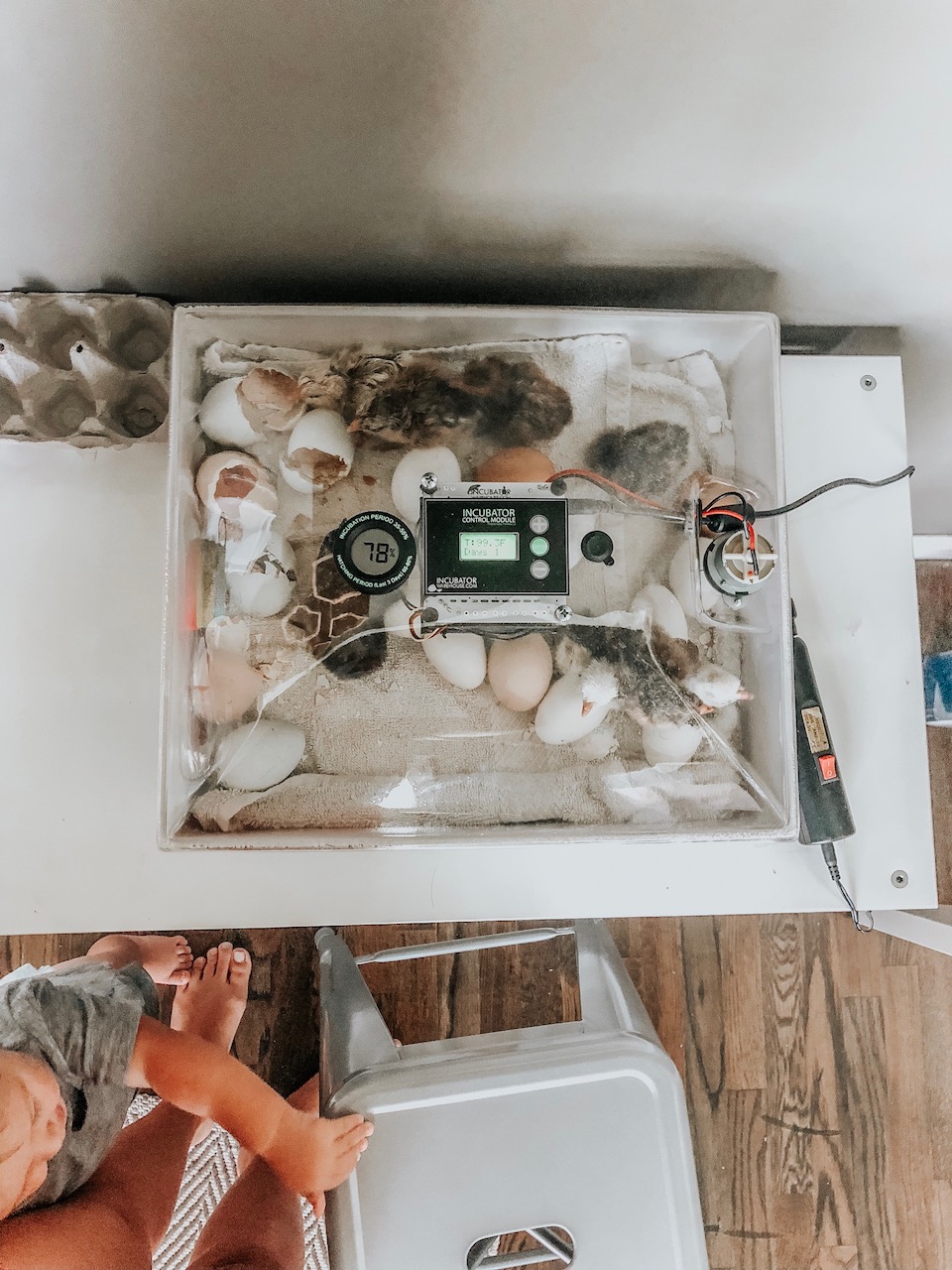 Hatching Baby Chicks at Home | Madison Vining Blog