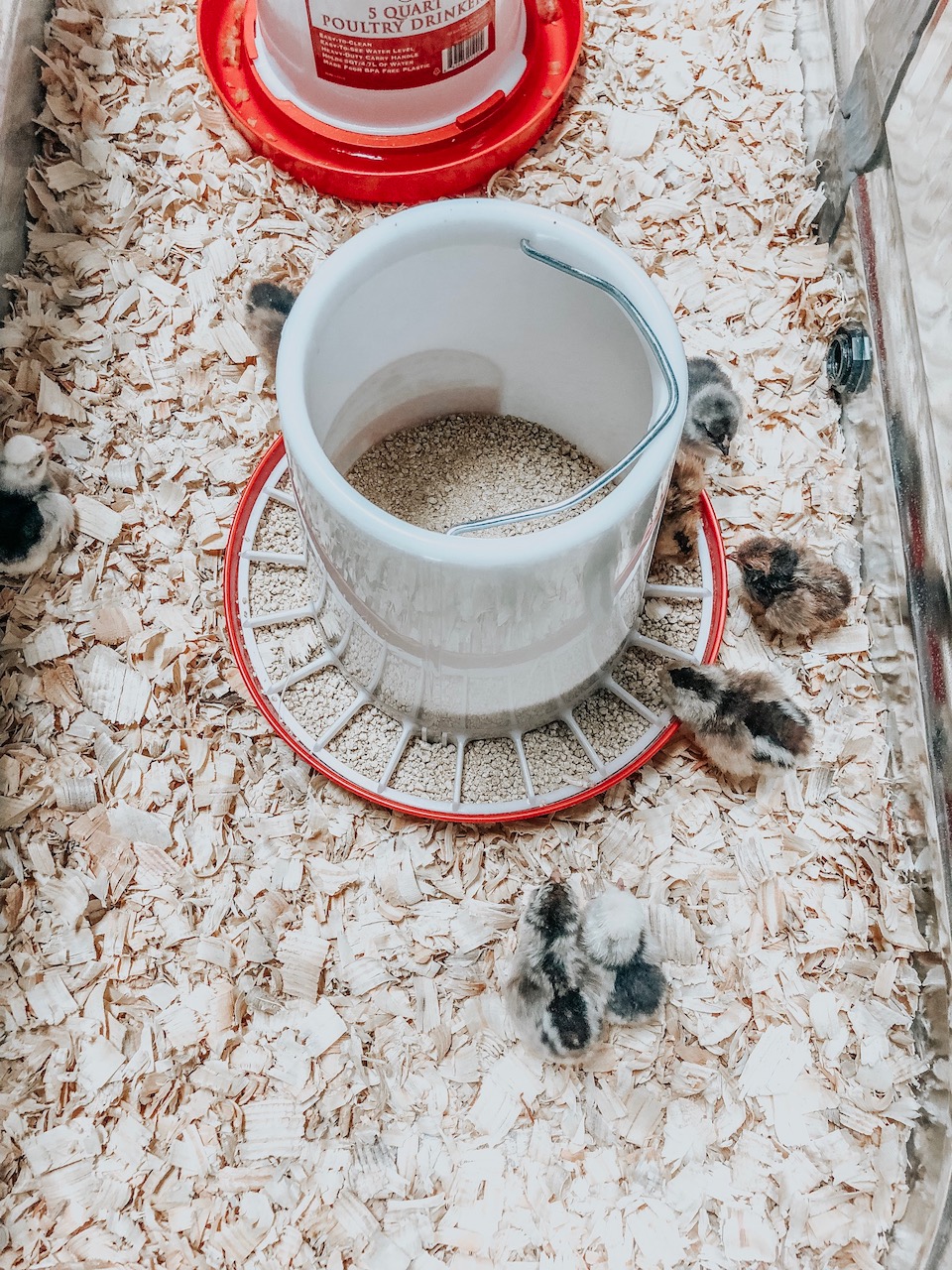 Hatching Baby Chicks at Home | Madison Vining Blog