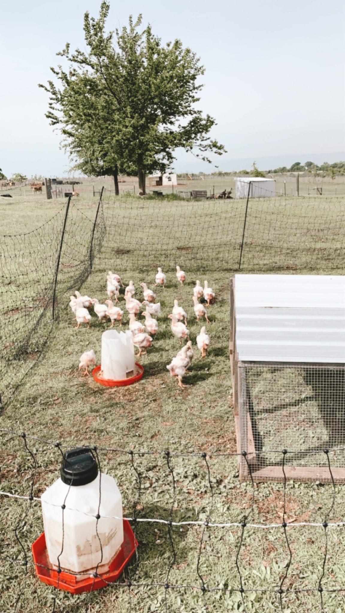MEYER HATCHERY CHICKS | Madison Vining Blog